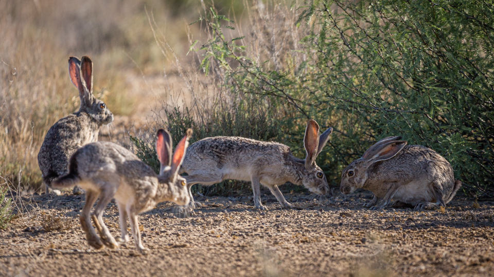 What Mammal Did I See - Big Bend National Park (U.S. National Park Service)