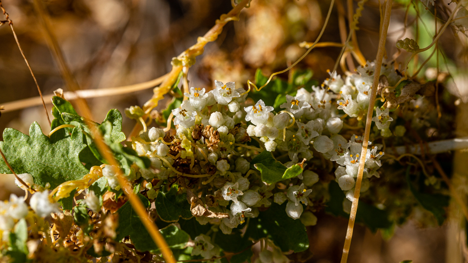 What Does the Dodder Say? - Big Bend National Park (U.S. National Park ...