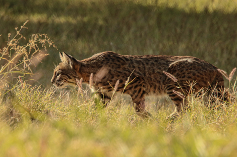 Mammals Landing Page - Big Bend National Park (U.S. National Park Service)