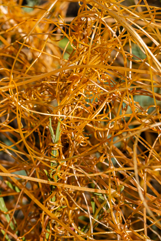 What Does the Dodder Say? - Big Bend National Park (U.S. National Park ...