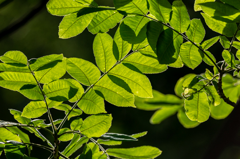 Desert Pantry at Sam Nail Ranch - Big Bend National Park (U.S. National ...