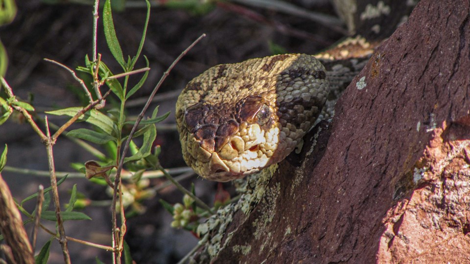 Reptiles Landing Page - Big Bend National Park (U.S. National Park Service)