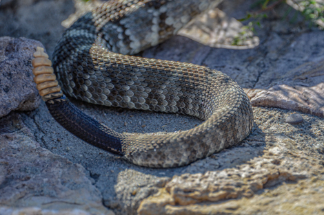 Snakes Landing Page - Big Bend National Park (U.S. National Park Service)