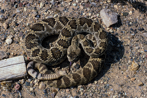 Tree Rattle Snakes Ruidoso Nm