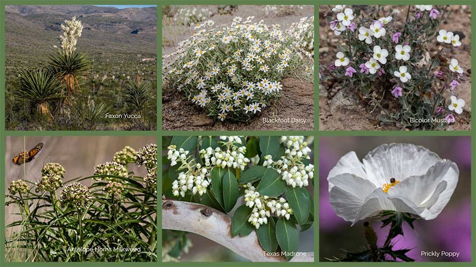 White Flowers - Big Bend National Park (U.S. National Park Service)