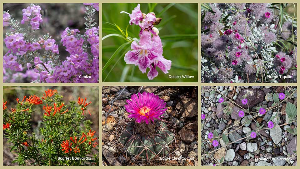 Red Wildflowers - Big Bend National Park (U.S. National Park Service)