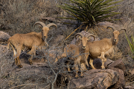 What Mammal Did I See - Big Bend National Park (U.S. National Park Service)