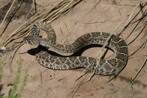 Snakes Landing Page - Big Bend National Park (U.S. National Park Service)