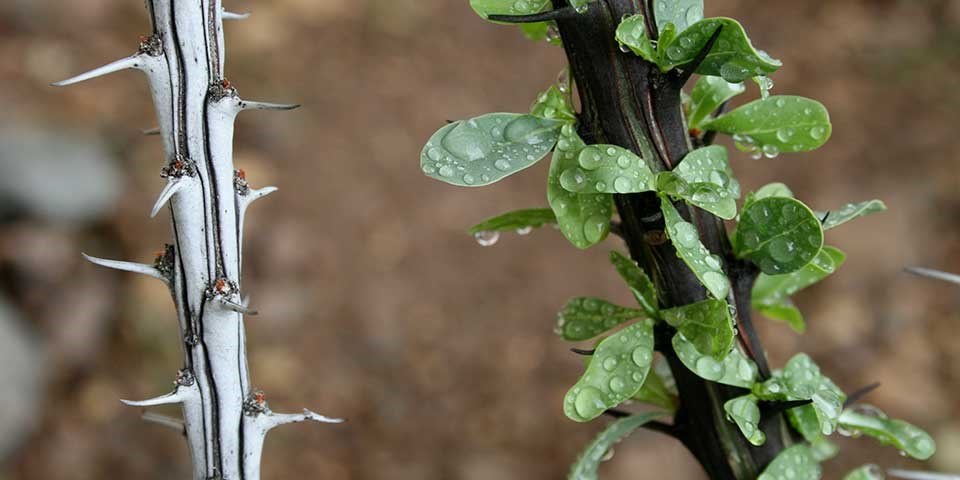 The Unusual Ocotillo (U.S. National Park Service)