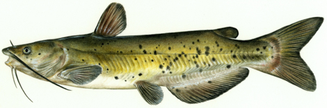 Fish Landing Page - Big Bend National Park (U.S. National Park Service)