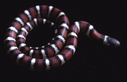 Milk Snake Bite