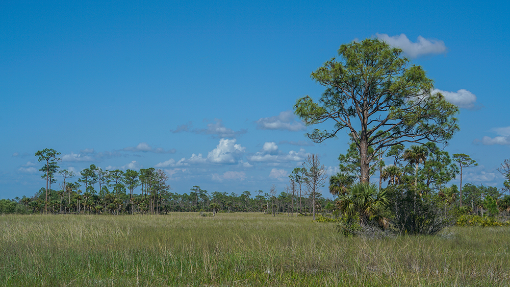 A National Preserve - One Land, Many Uses - Big Cypress National ...