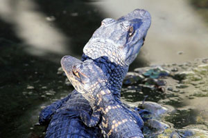 American Alligator - Big Cypress National Preserve (U.S. National Park ...