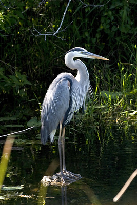 Wading Birds - Big Cypress National Preserve (U.S. National Park Service)