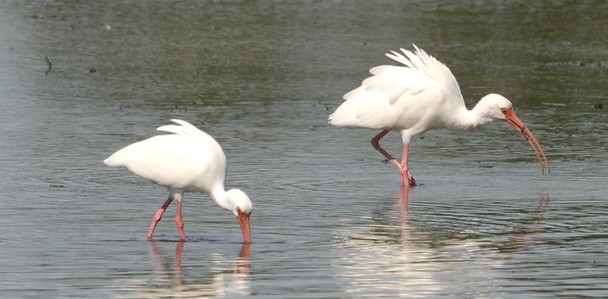 Wading Birds - Big Cypress National Preserve (U.S. National Park Service)