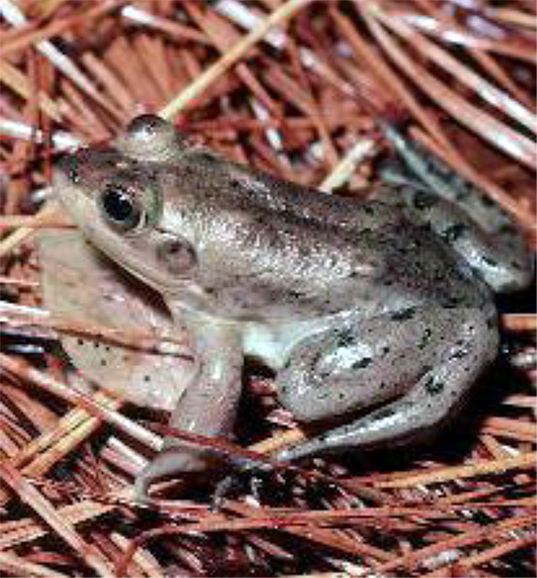 Pig Frog - Big Cypress National Preserve (U.S. National Park Service)