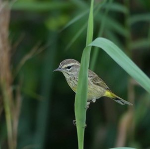 Birds - Big Cypress National Preserve (U.S. National Park Service)