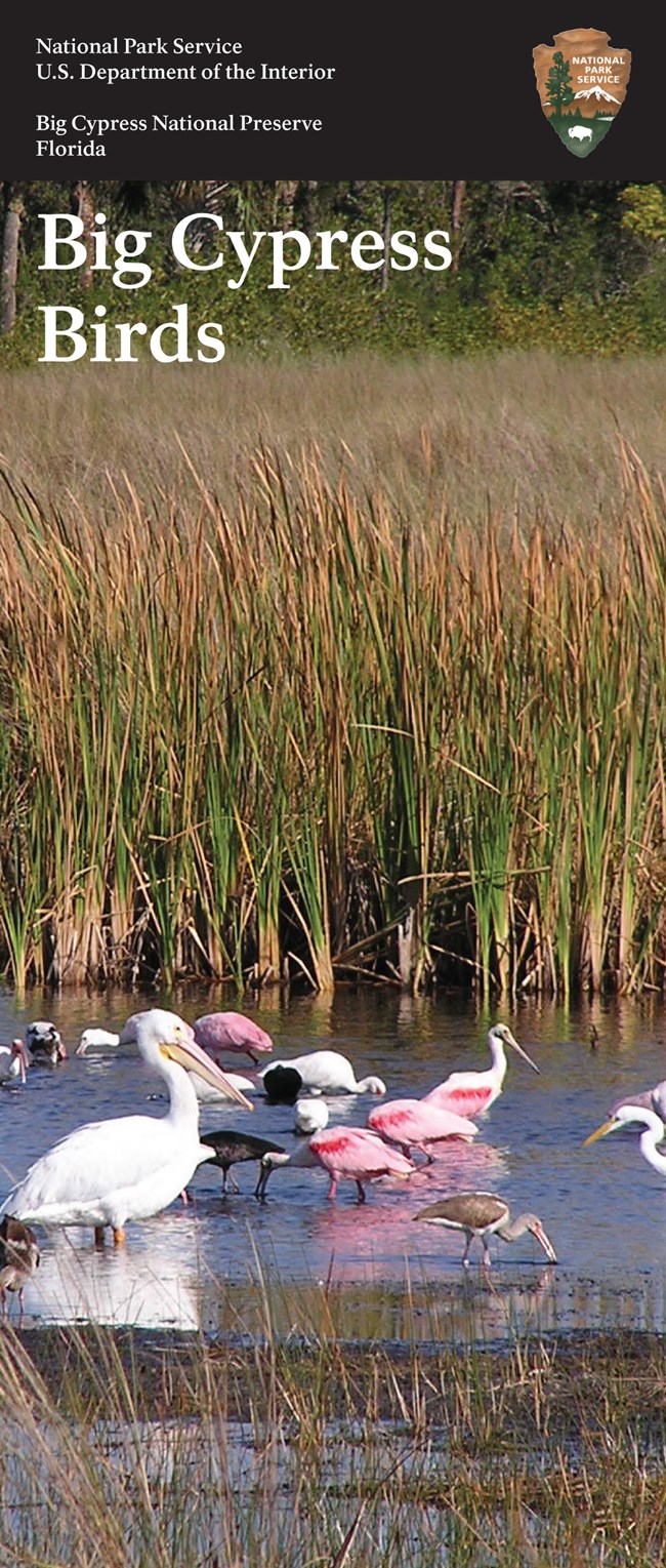 Birds - Big Cypress National Preserve (U.S. National Park Service)
