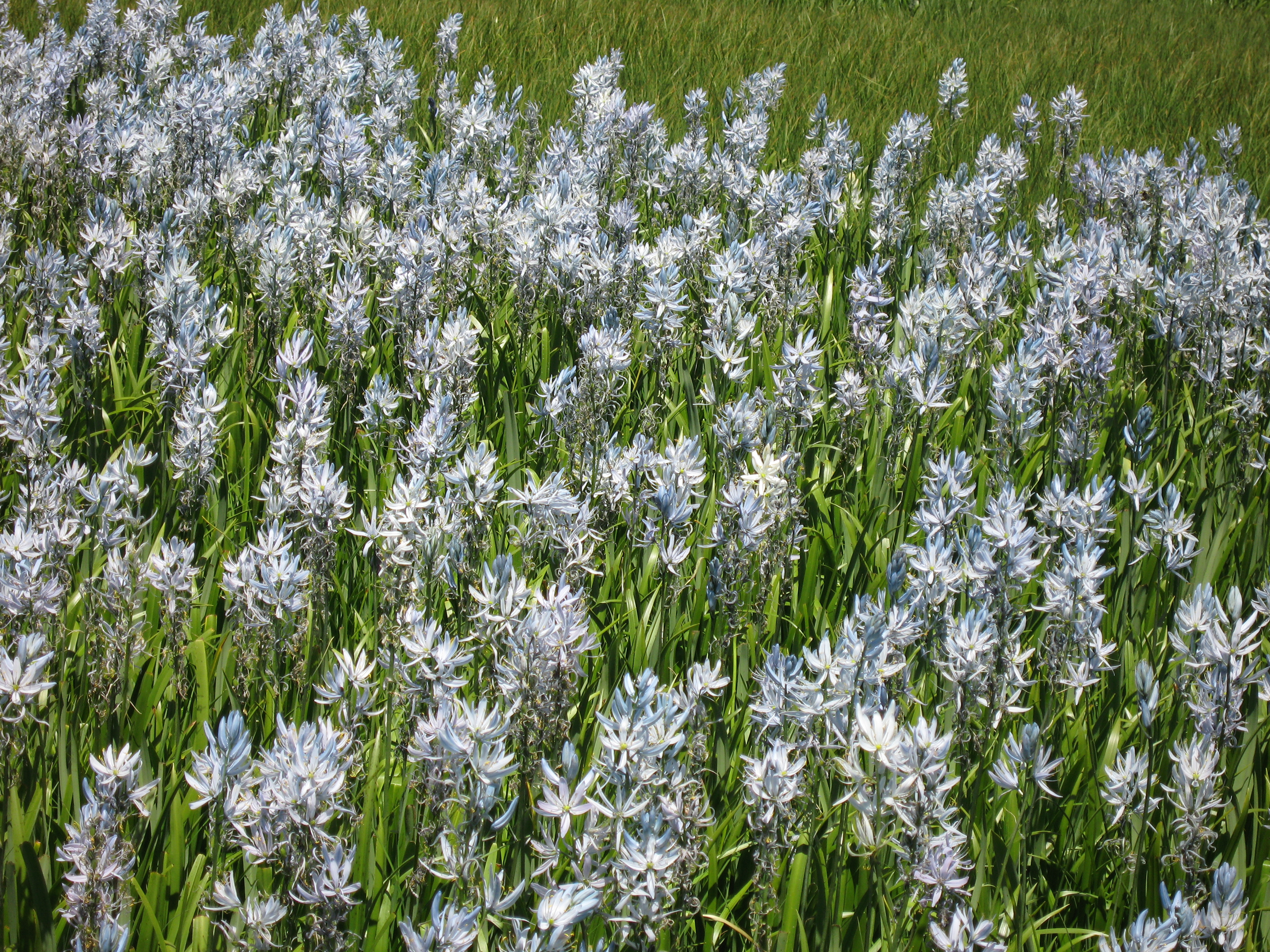 Plants - Big Hole National Battlefield (U.S. National Park Service)