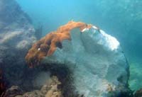 Coral Reef Restoration - Biscayne National Park (U.S. National Park ...