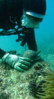 Coral Reef Restoration - Biscayne National Park (U.S. National Park ...