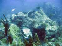 Coral Reef Restoration - Biscayne National Park (U.S. National Park ...