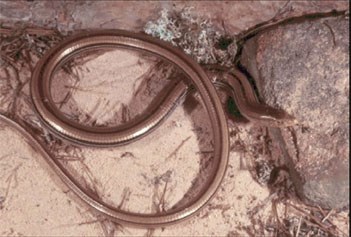 Eastern Slender Glass Lizard - Big South Fork National River ...