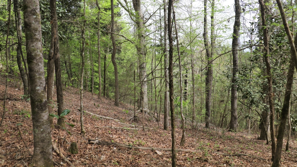 Plant Communities - Big Thicket National Preserve (U.S. National Park ...