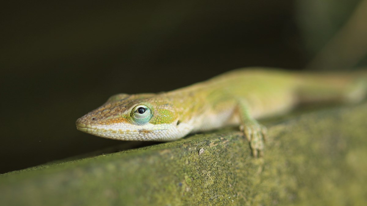 Anoles - Big Thicket National Preserve (U.S. National Park Service)