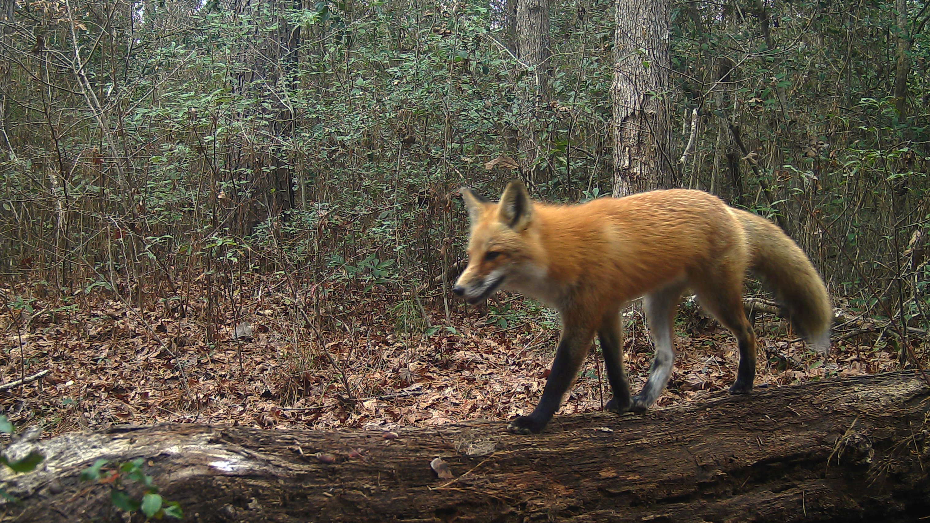 Red Fox - Big Thicket National Preserve (U.S. National Park Service)
