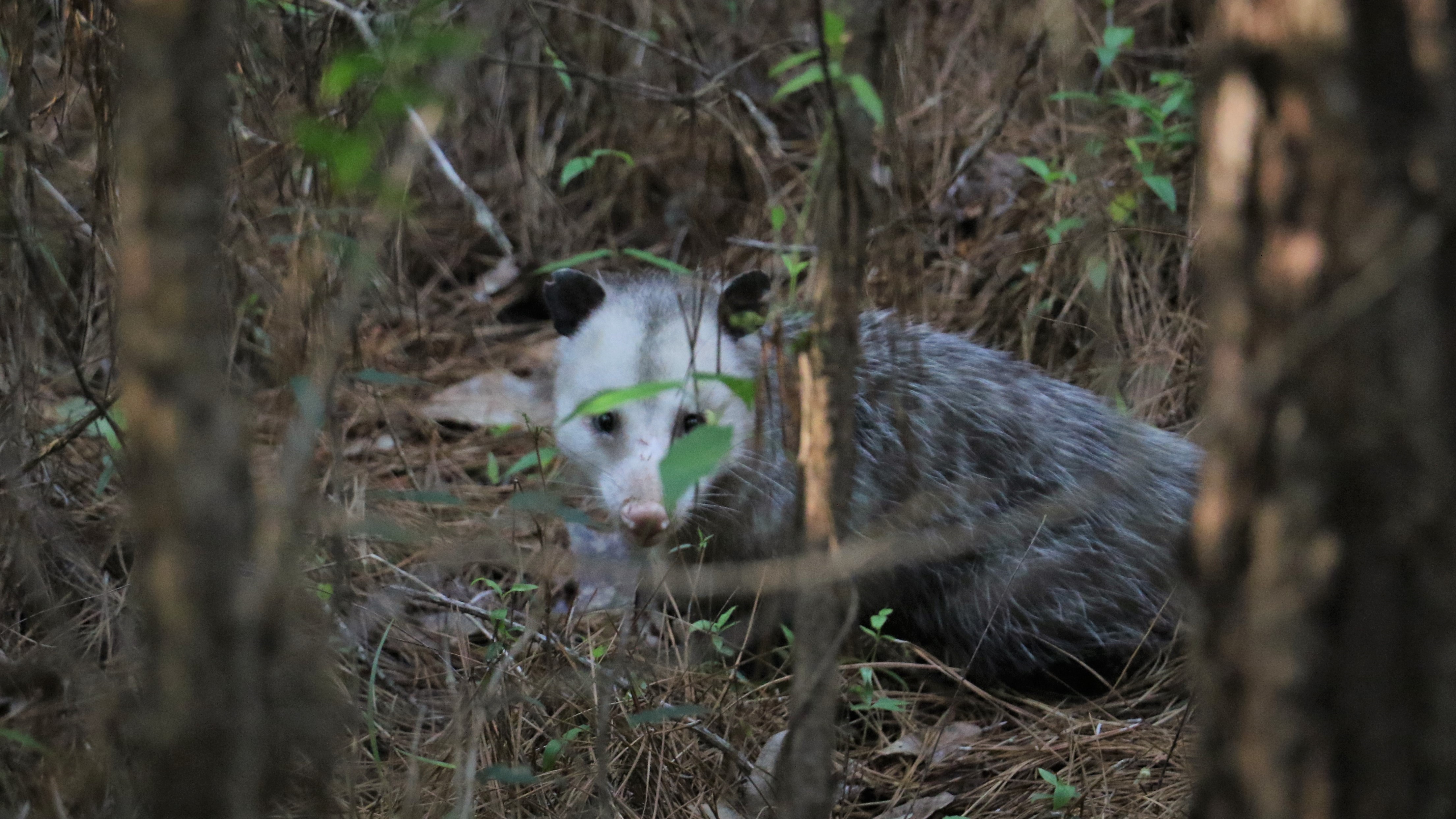 Virginia Opossum - Big Thicket National Preserve (U.S. National Park ...