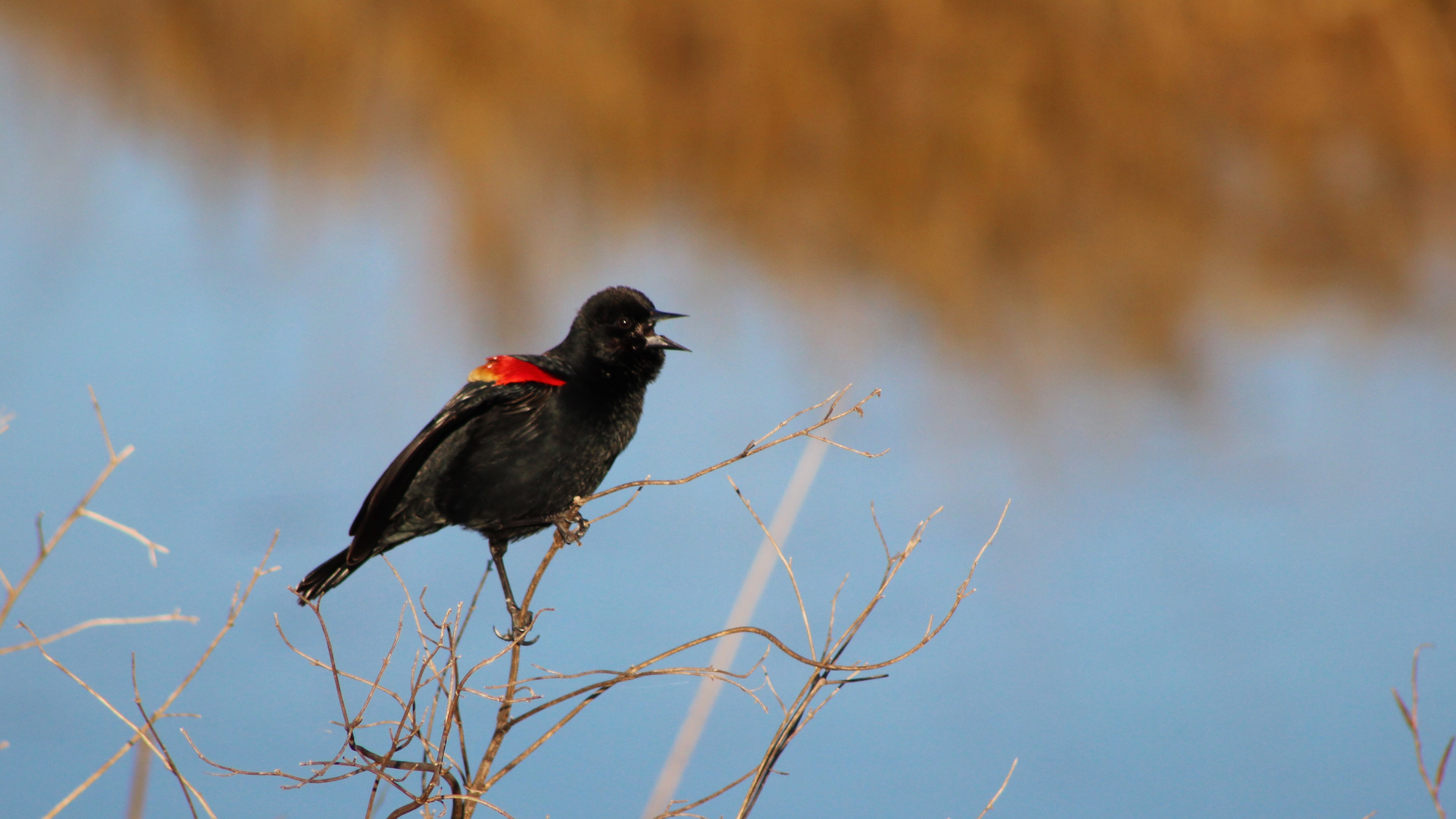 Bird Checklist - Big Thicket National Preserve (U.S. National Park Service)