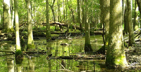 Big Thicket's Soundscape - Big Thicket National Preserve (U.S. National ...