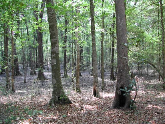 Beech Creek Unit - Big Thicket National Preserve (U.S. National Park ...