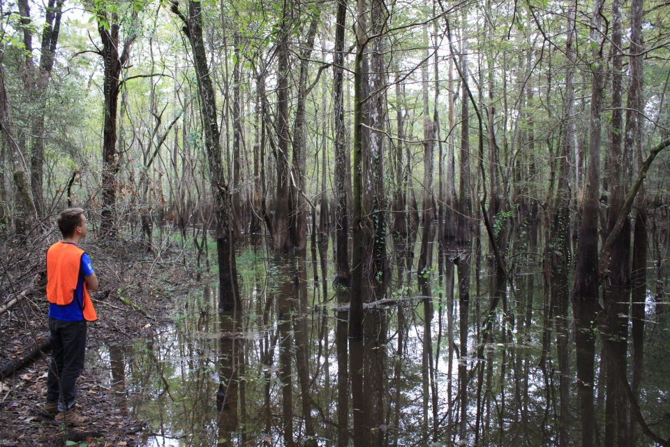 Neches Bottom and Jack Gore Baygall Unit - Big Thicket National ...