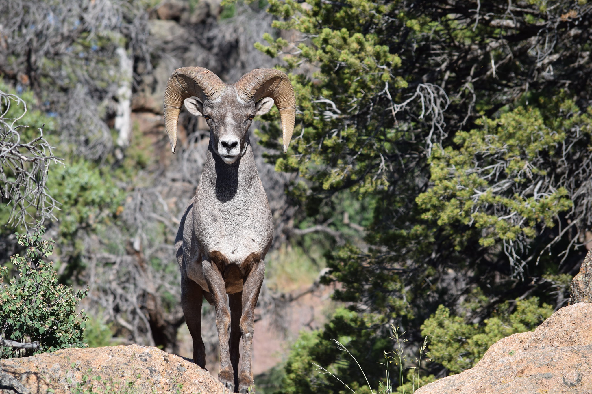 Mammals - Black Canyon Of The Gunnison National Park (U.S. National ...