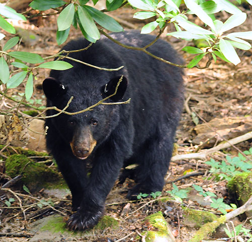 Bear Safety - Blue Ridge Parkway (U.S. National Park Service)