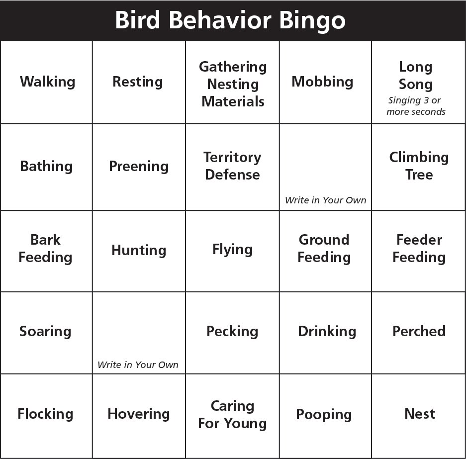 Bird Behavior Bingo Card - Blue Ridge Parkway (U.S. National Park Service)