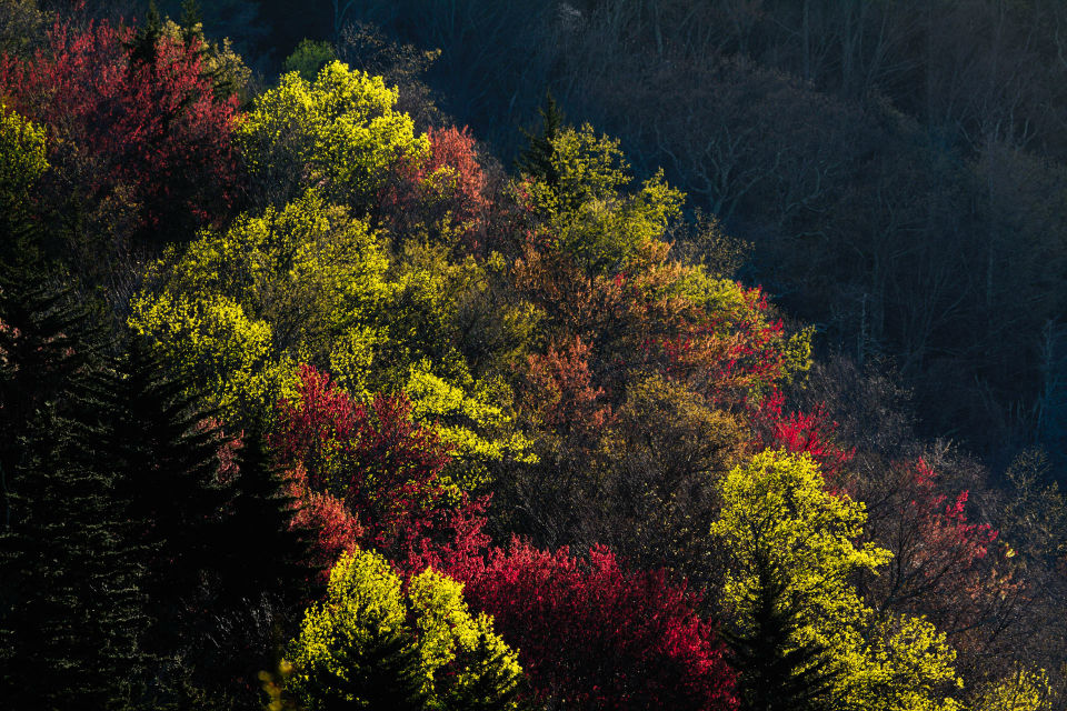 forests - Blue Ridge Parkway (U.S. National Park Service)