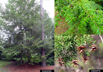 Types Of Hemlock Trees