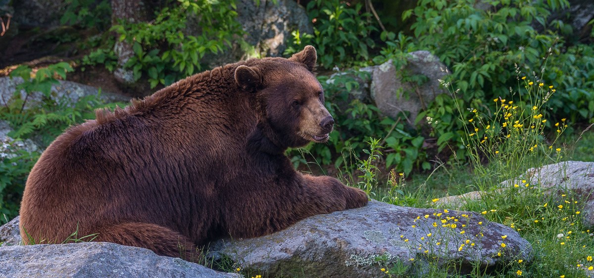 Bear Safety - Blue Ridge Parkway (U.S. National Park Service)
