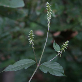 Early Detection of Invasive Species Monitoring - Bluestone National ...