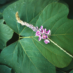 Early Detection of Invasive Species Monitoring - Bluestone National ...