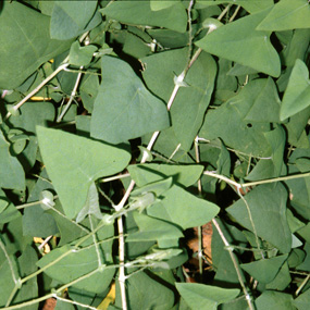 Early Detection of Invasive Species Monitoring - Bluestone National ...