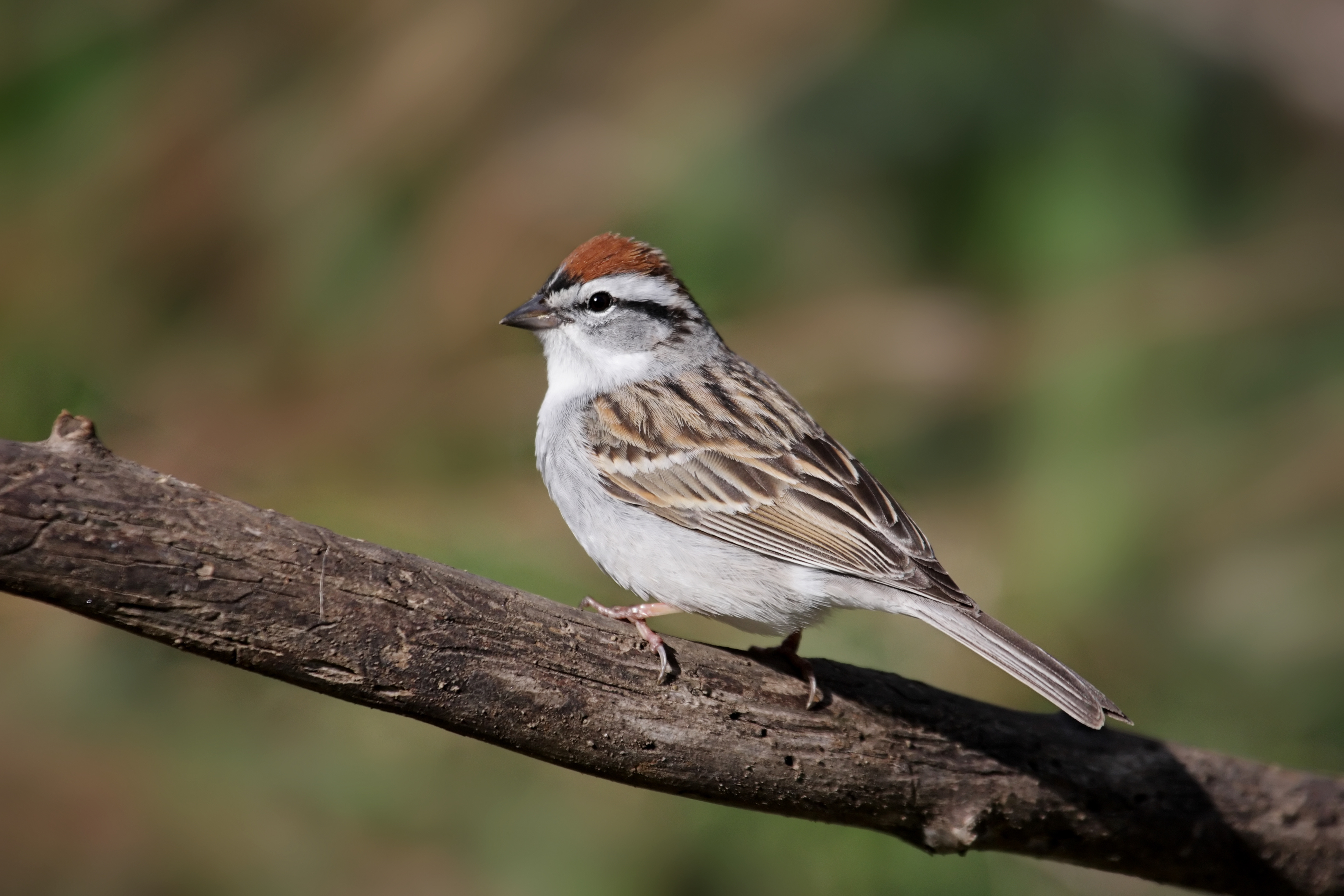 Sparrow Stuff