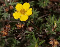 Bush Cinquefoil - Bryce Canyon National Park (U.S. National Park Service)