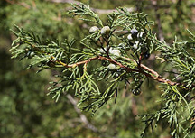 Rocky Mountain Juniper - Bryce Canyon National Park (U.S. National Park ...