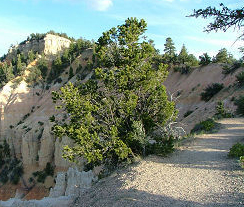 Colorado Pinyon - Bryce Canyon National Park (U.S. National Park Service)