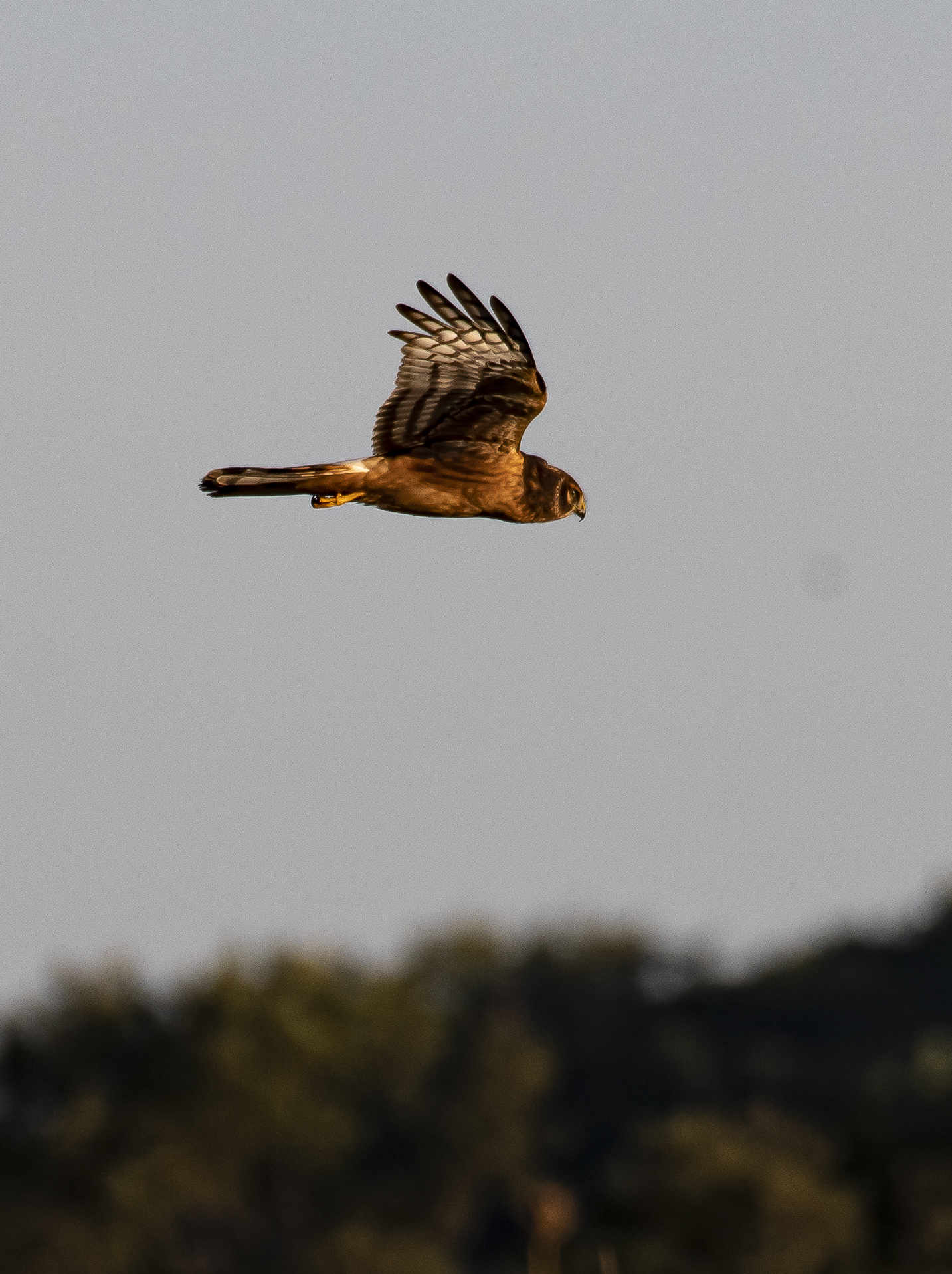 Hawks - Bryce Canyon National Park (U.S. National Park Service)