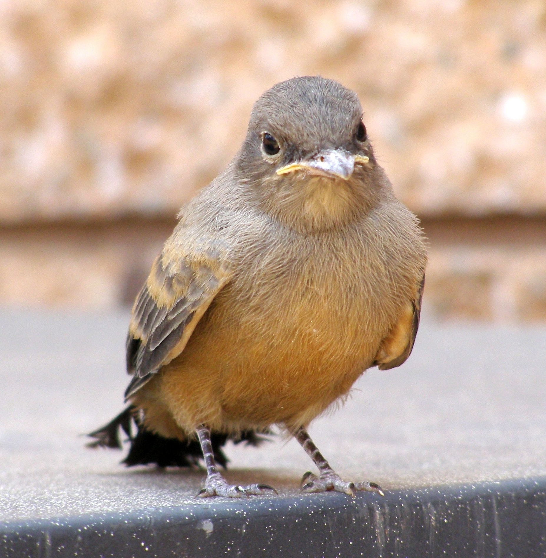 Other Birds - Bryce Canyon National Park (U.S. National Park Service)